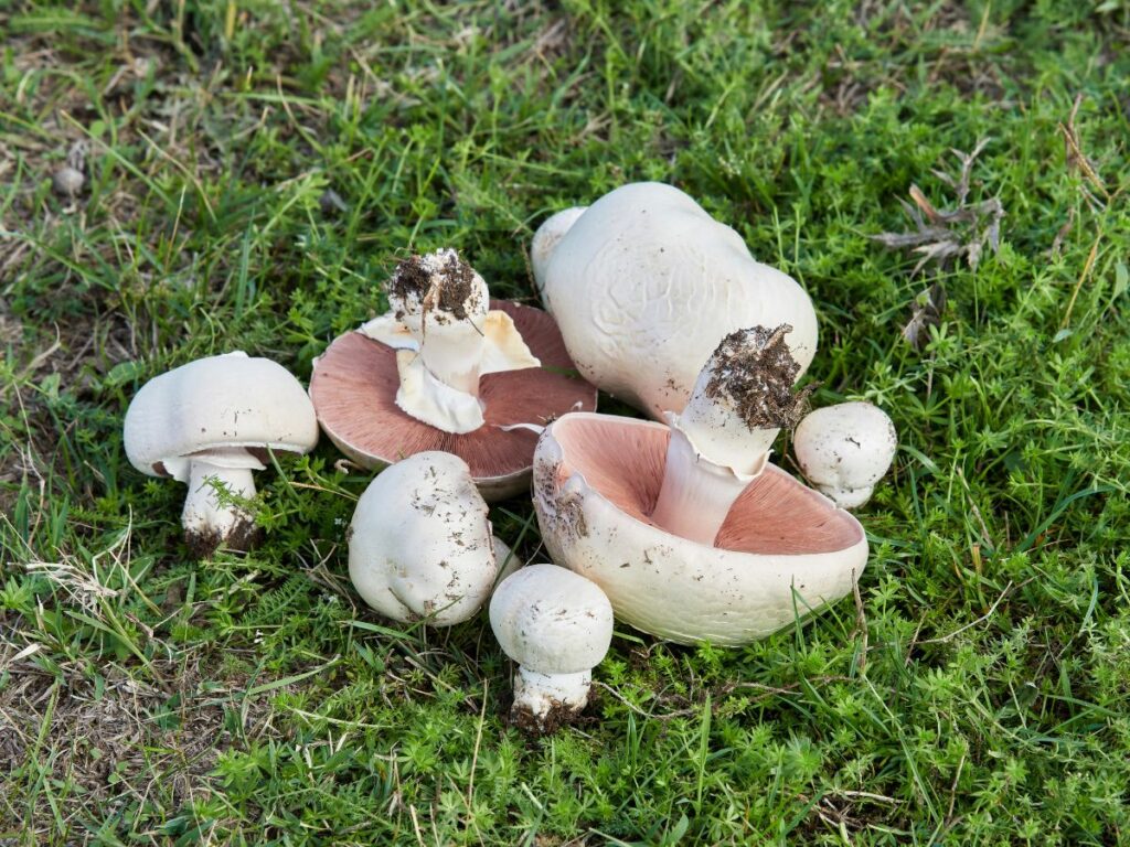 Meadow Mushroom: Identification, Foraging, and Cooking Guide - Mushroom ...
