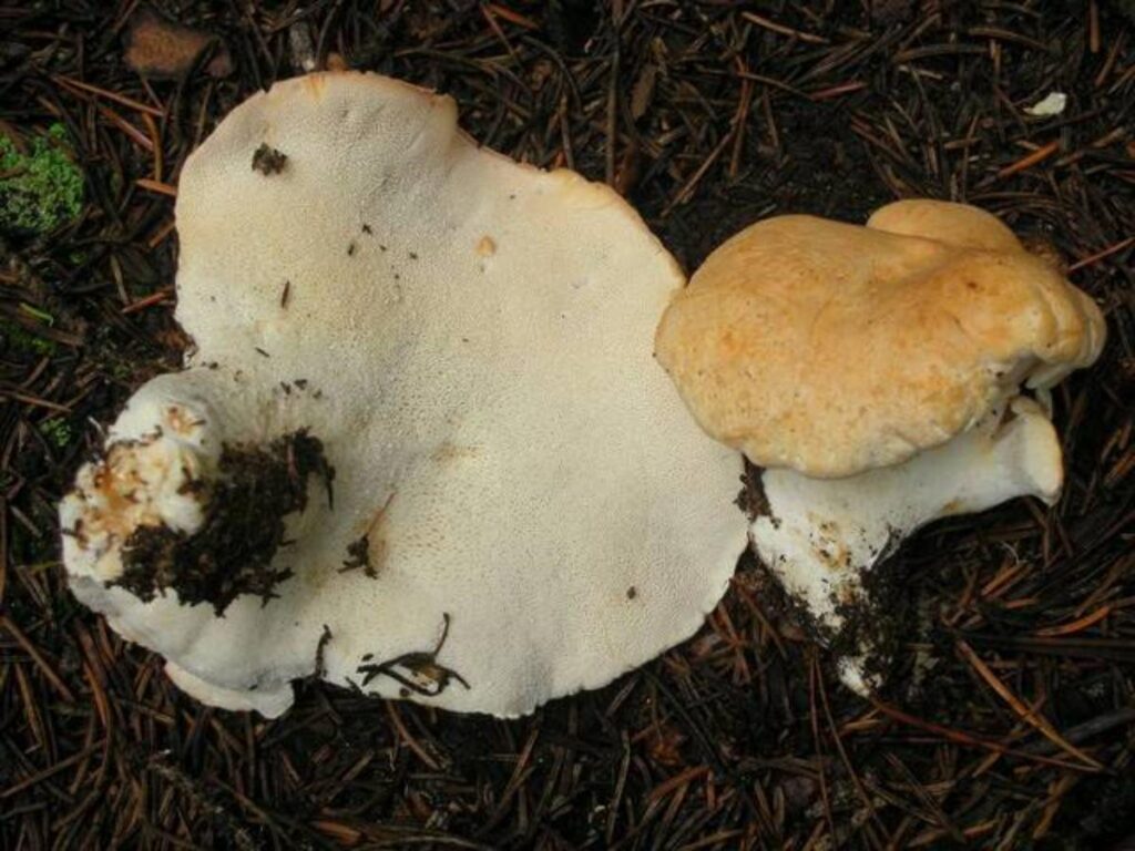Sheep Polypore: Identification and Foraging Guide - Mushroom Appreciation