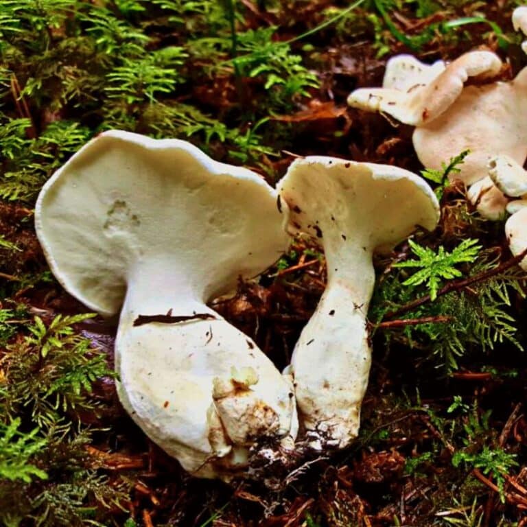 Mushroom Species - Mushroom Appreciation