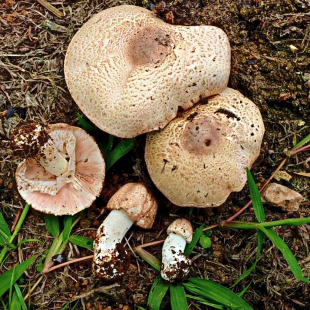Mushroom Species - Mushroom Appreciation
