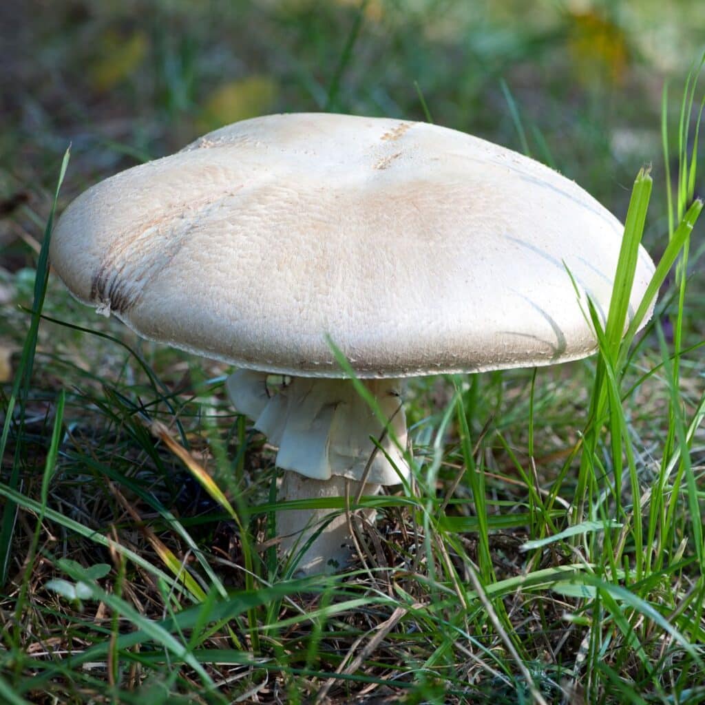 Horse Mushroom: Identification, Foraging, and Cooking Guide - Mushroom ...