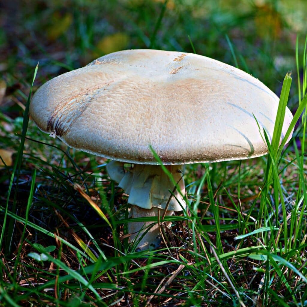 Lawnmower Mushroom: Identification, Habitat, and Lookalikes - Mushroom ...