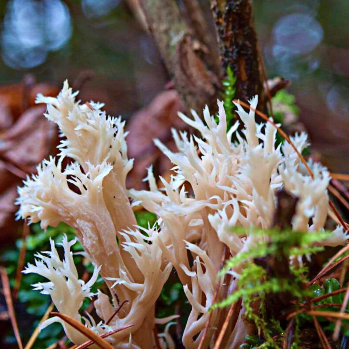 Coral Mushroom Edible