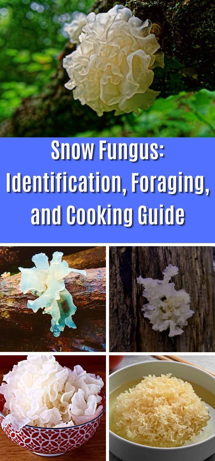 Snow Fungus: Identification, Foraging, and Cooking Guide - Mushroom ...