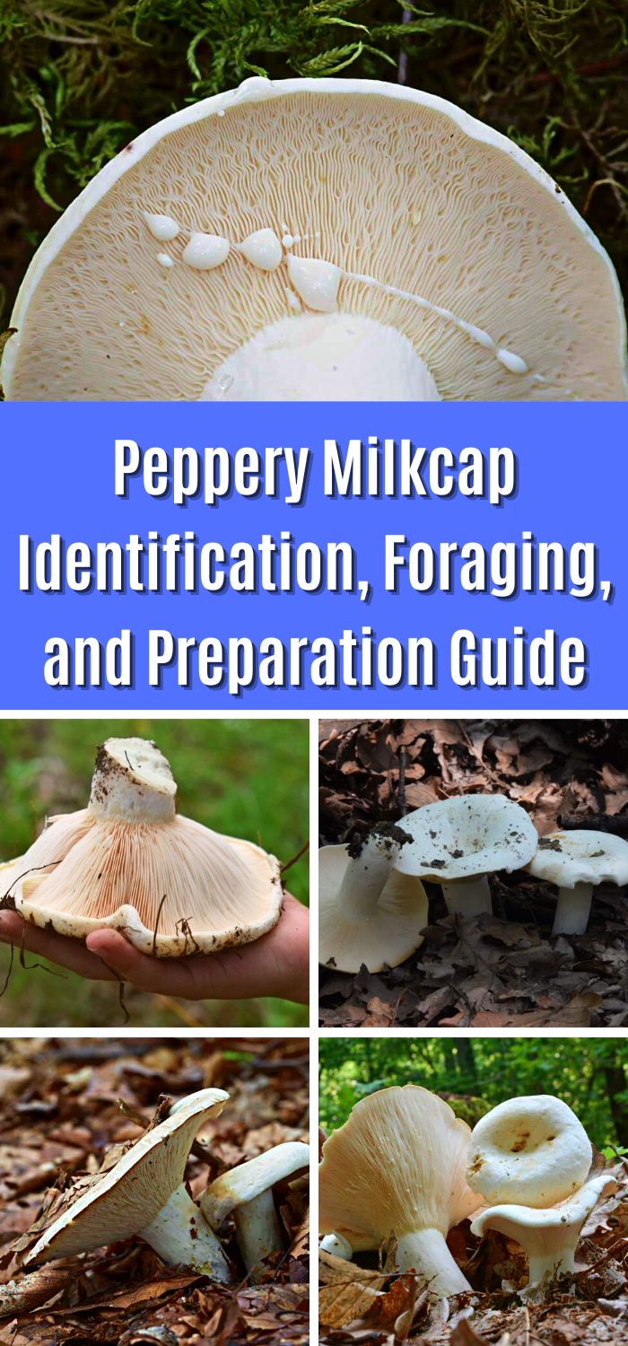 Peppery Milkcap Identification, Foraging, and Preparation Guide ...