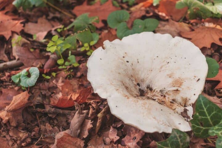 Peppery Milkcap Identification, Foraging, and Preparation Guide ...