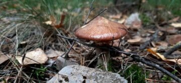 Slippery Jacks: A Beginner's Guide to Identification and Foraging ...