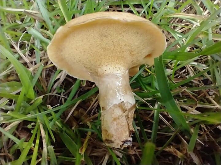 Slippery Jacks: A Beginner's Guide to Identification and Foraging ...