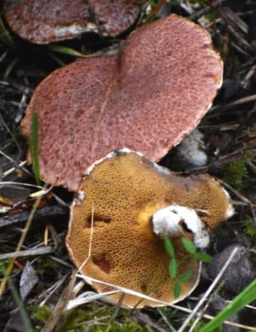 Painted Suillus Identification and Foraging Guide - Mushroom Appreciation