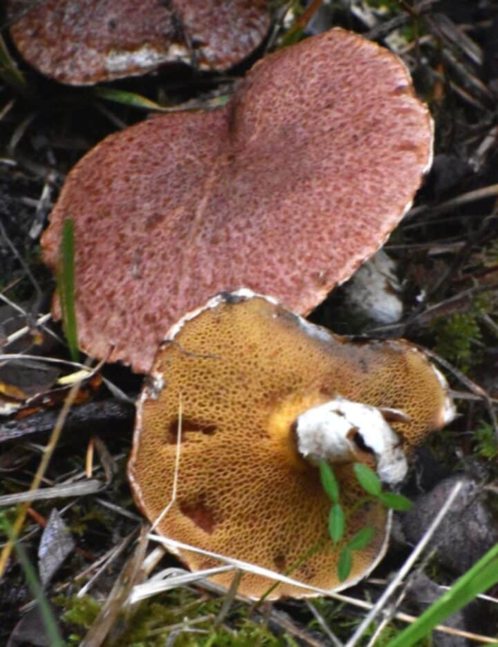 Painted Suillus Identification and Foraging Guide - Mushroom Appreciation