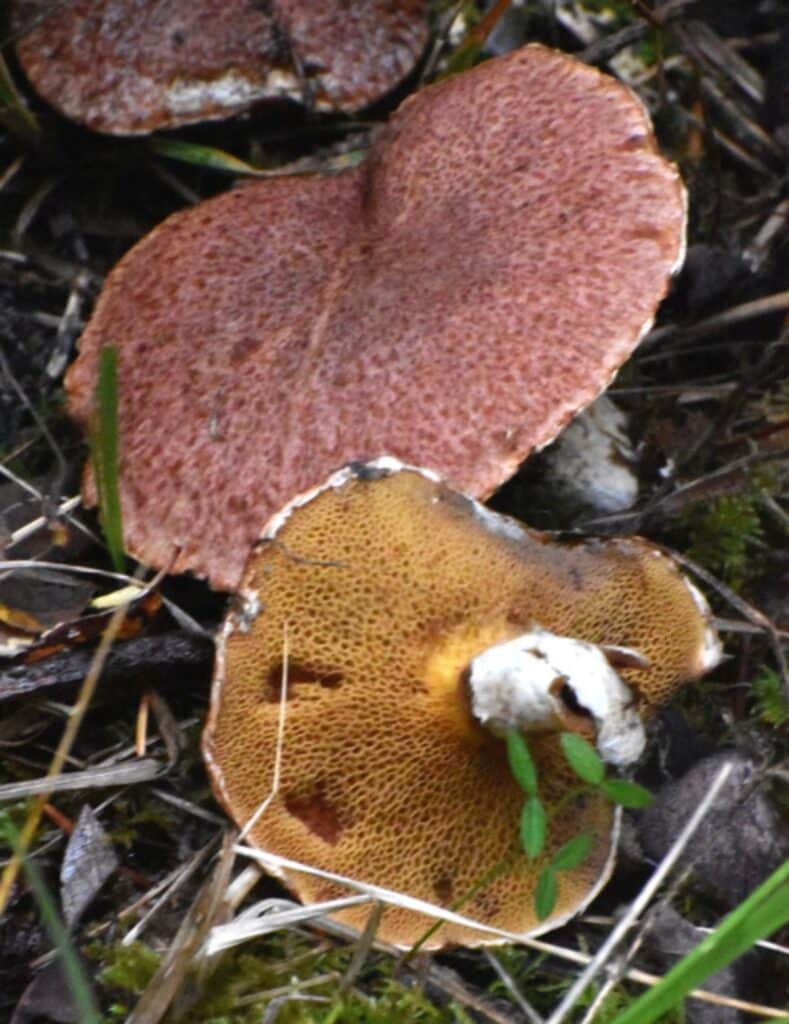 Painted Suillus Identification and Foraging Guide - Mushroom Appreciation