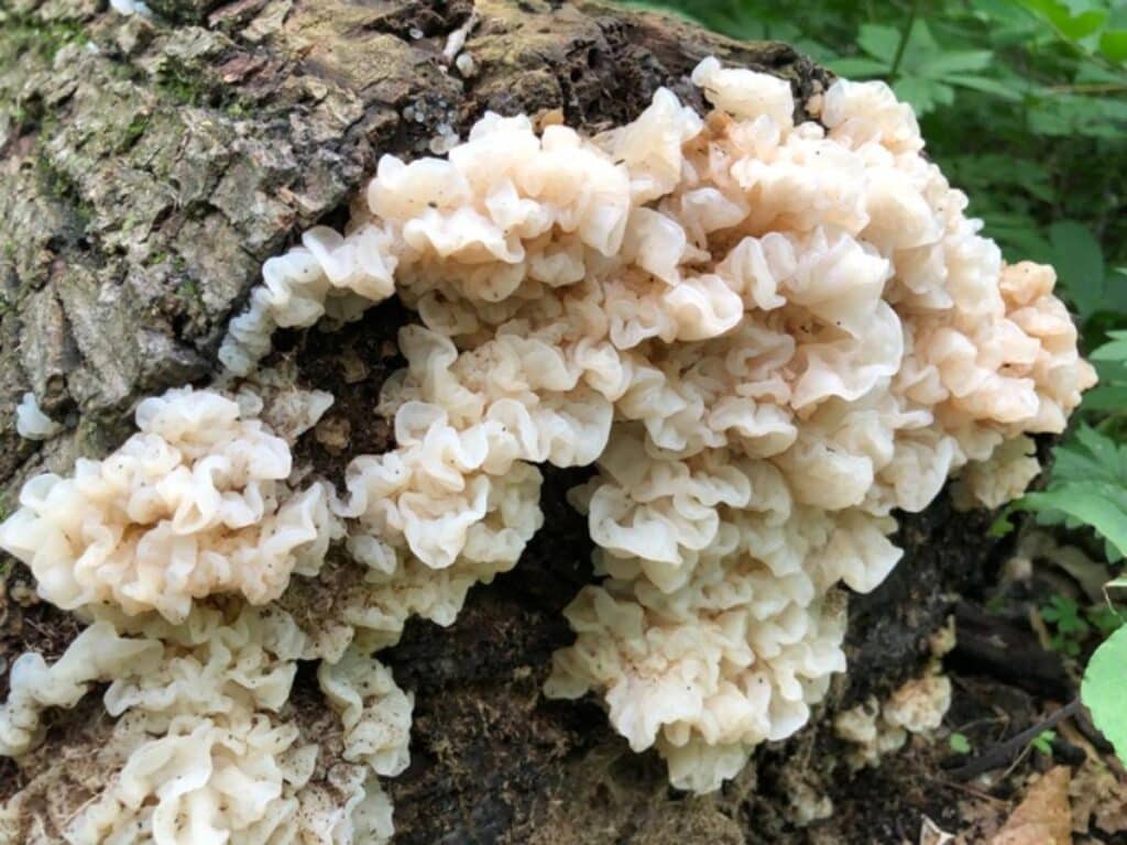 Snow Fungus: Identification, Foraging, and Cooking Guide - Mushroom ...