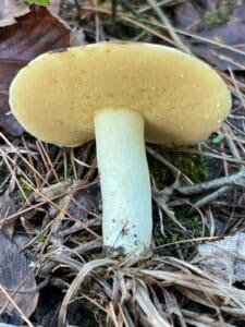 Slippery Jacks: A Beginner's Guide to Identification and Foraging ...