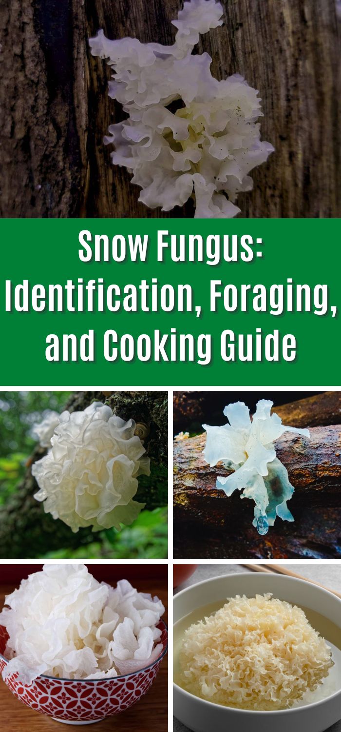 Snow Fungus: Identification, Foraging, and Cooking Guide - Mushroom ...