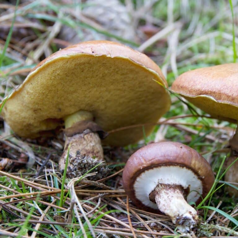Boletes - Mushroom Appreciation