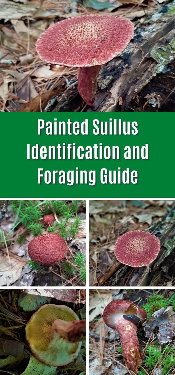 Painted Suillus Identification and Foraging Guide - Mushroom Appreciation