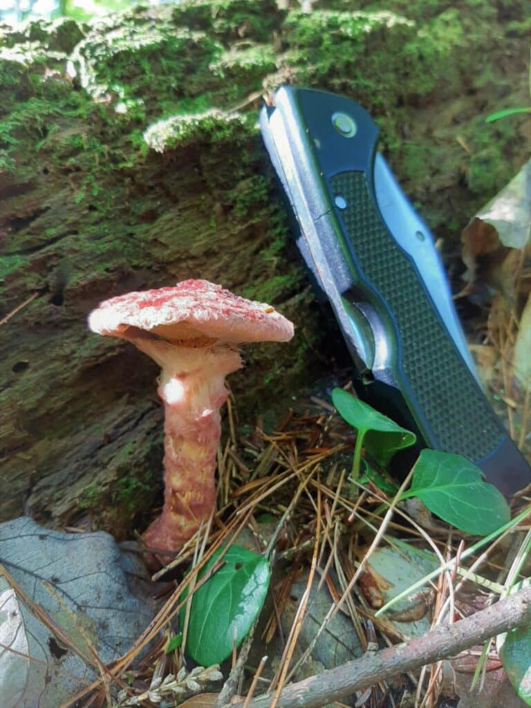 Painted Suillus Identification and Foraging Guide - Mushroom Appreciation