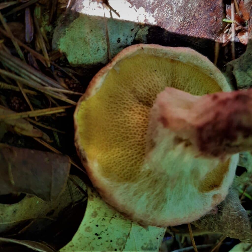 Painted Suillus Identification and Foraging Guide - Mushroom Appreciation