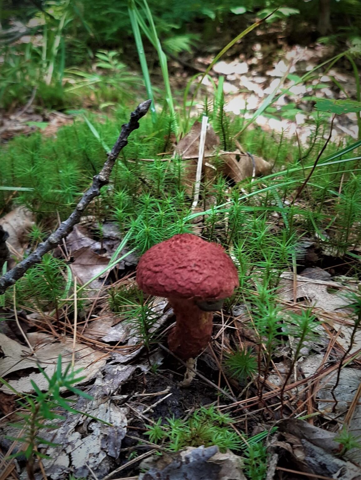 Painted Suillus Identification and Foraging Guide - Mushroom Appreciation