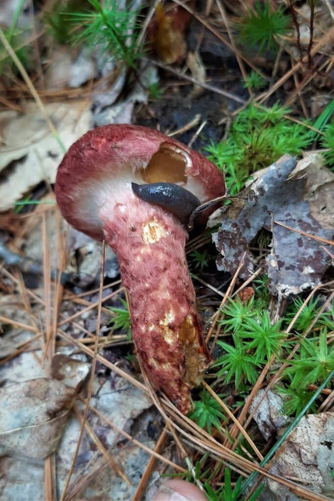 Painted Suillus Identification and Foraging Guide - Mushroom Appreciation