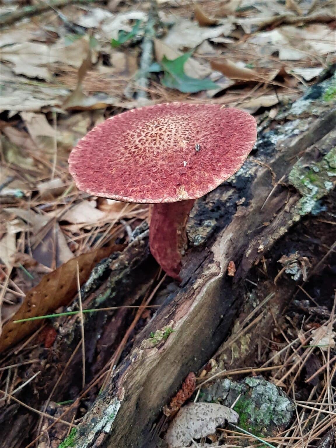 Painted Suillus Identification and Foraging Guide - Mushroom Appreciation