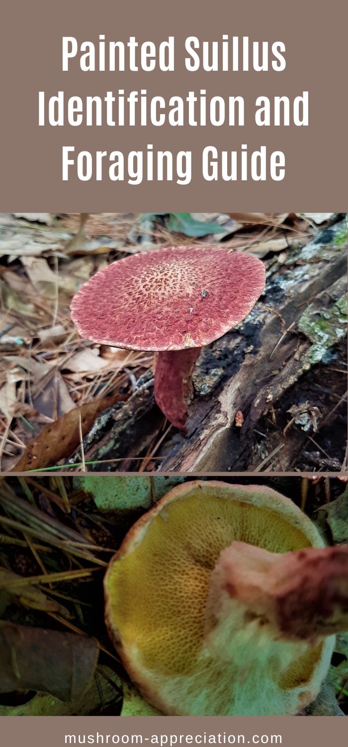 Painted Suillus Identification and Foraging Guide - Mushroom Appreciation