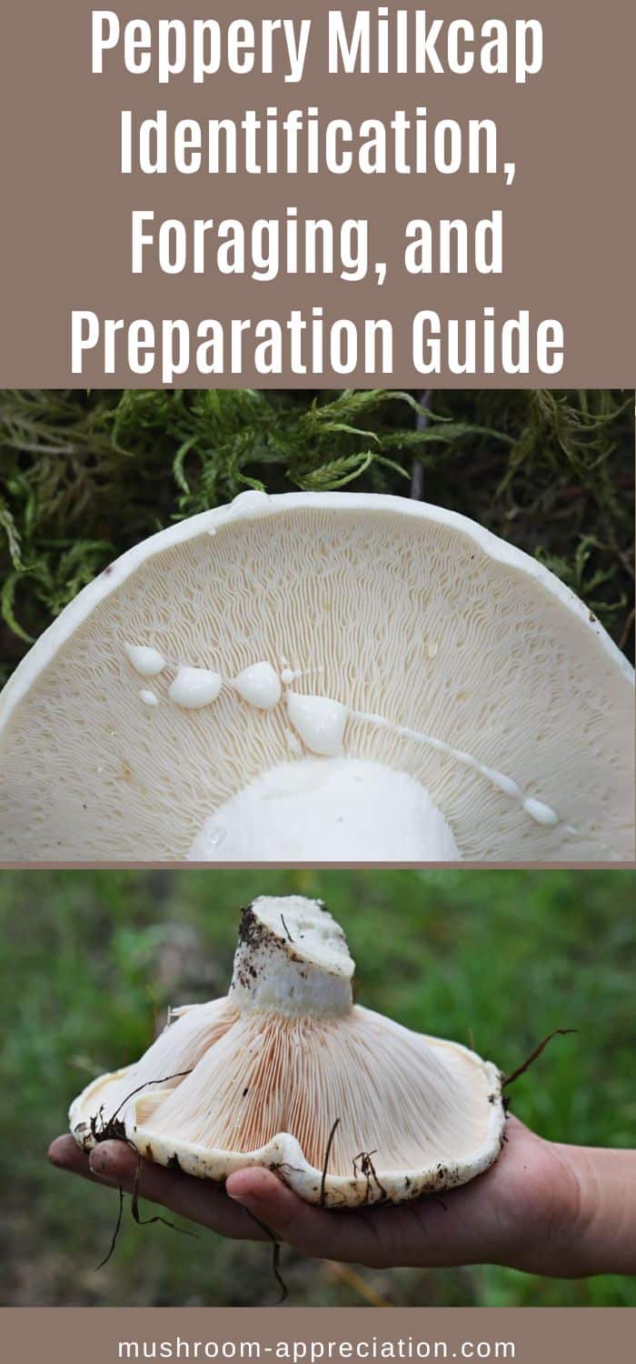 Peppery Milkcap Identification, Foraging, and Preparation Guide ...