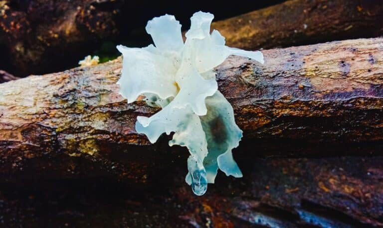 Snow Fungus: Identification, Foraging, and Cooking Guide - Mushroom ...