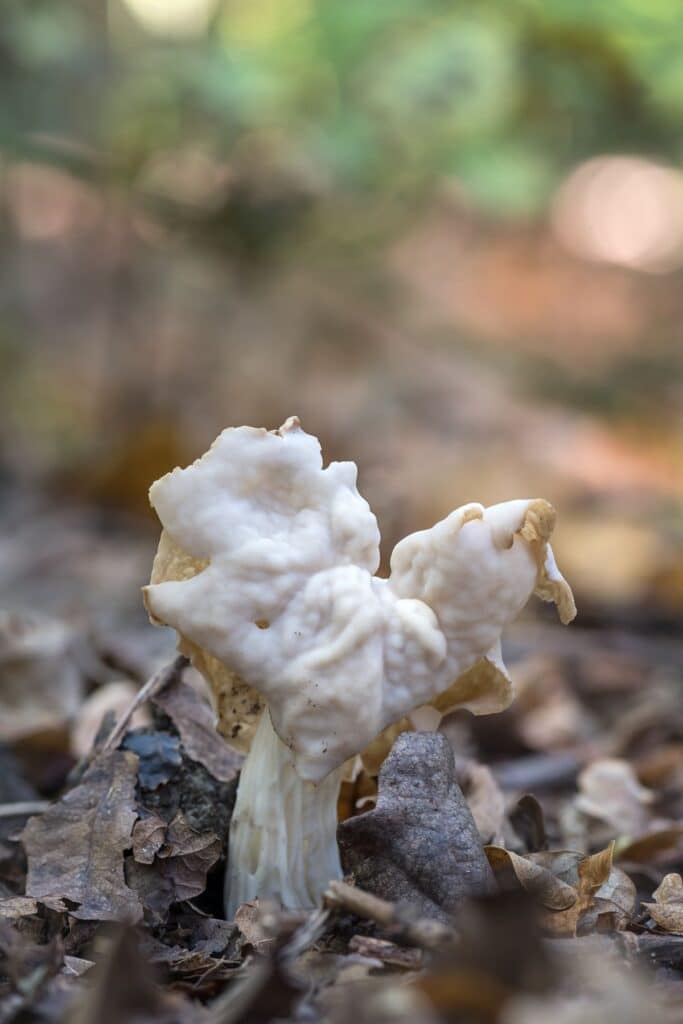White Elfin Saddle: Identification Guide - Mushroom Appreciation