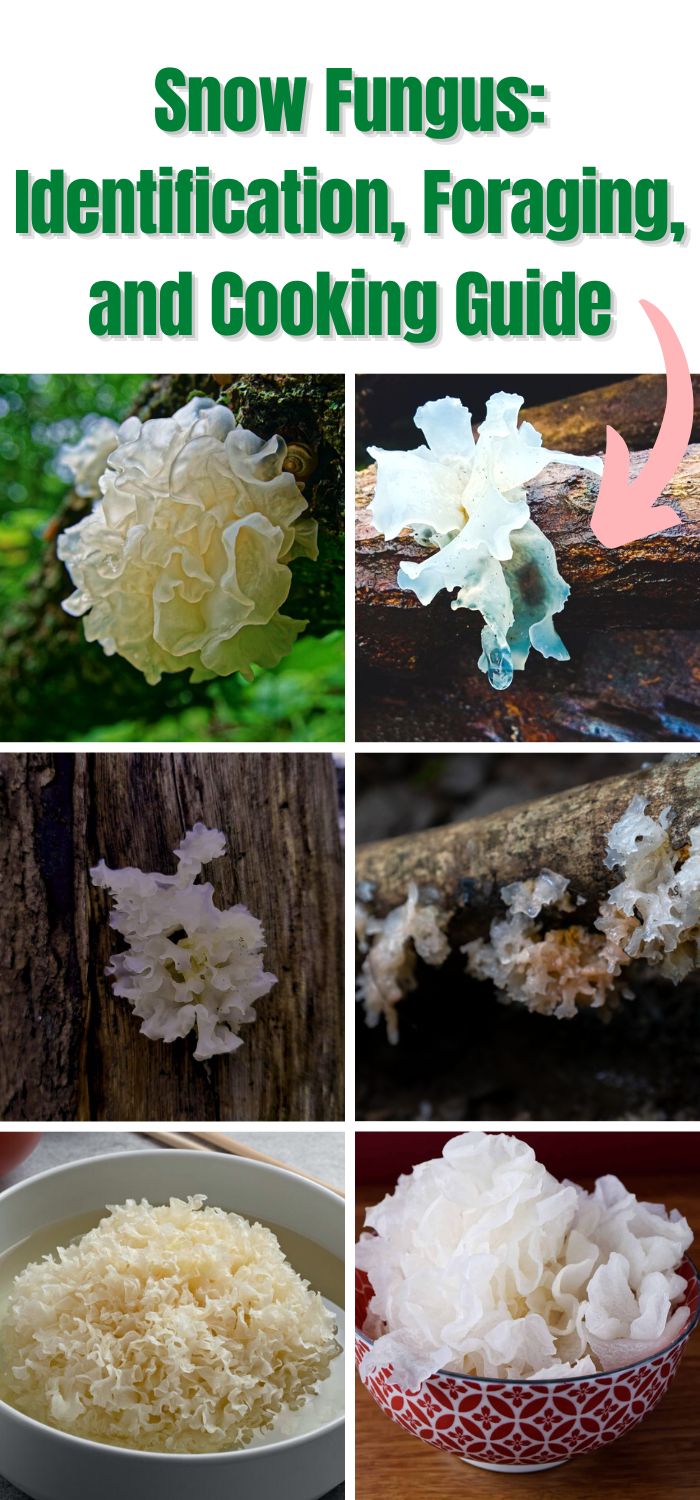 Snow Fungus: Identification, Foraging, and Cooking Guide - Mushroom ...