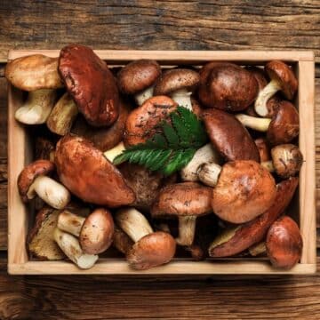 Slippery Jacks: A Beginner's Guide to Identification and Foraging ...