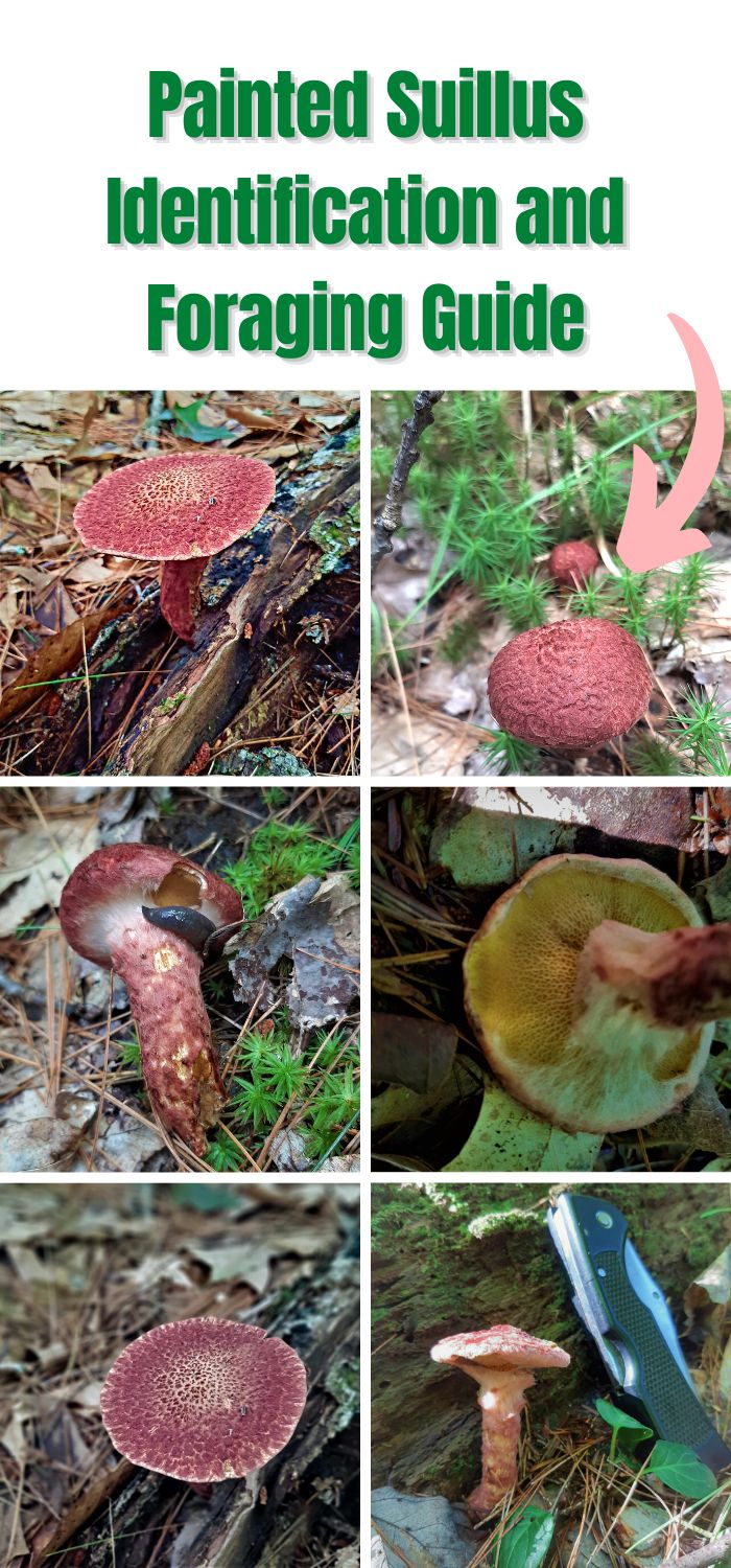Painted Suillus Identification and Foraging Guide - Mushroom Appreciation