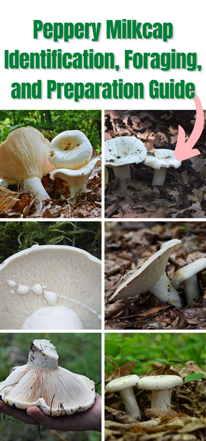 Peppery Milkcap Identification, Foraging, and Preparation Guide ...