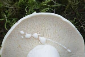 Peppery Milkcap Identification, Foraging, and Preparation Guide ...