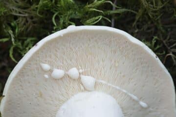 Peppery Milkcap Identification, Foraging, and Preparation Guide ...