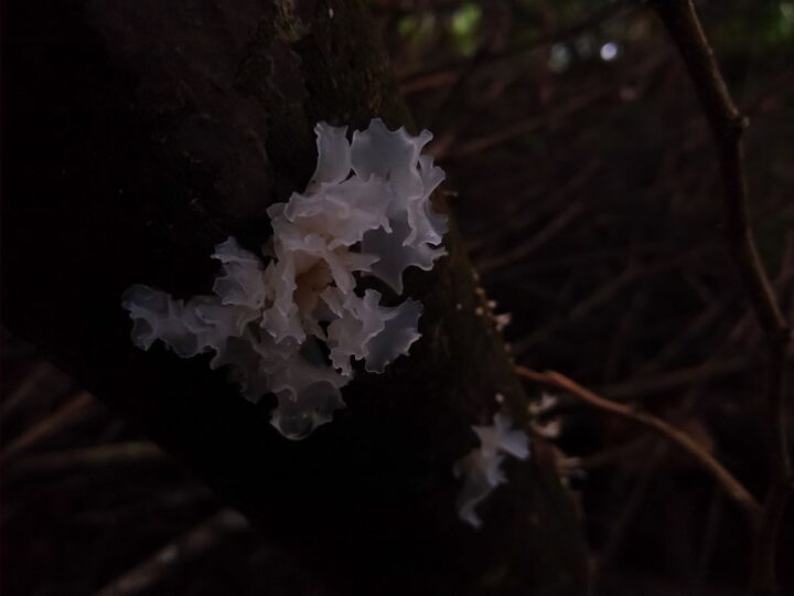 Snow Fungus: Identification, Foraging, and Cooking Guide - Mushroom ...
