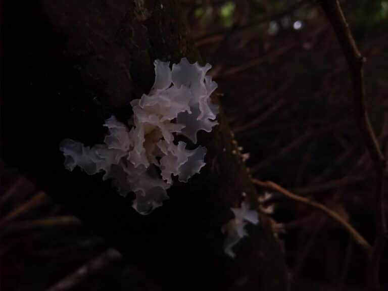 Snow Fungus: Identification, Foraging, and Cooking Guide - Mushroom ...