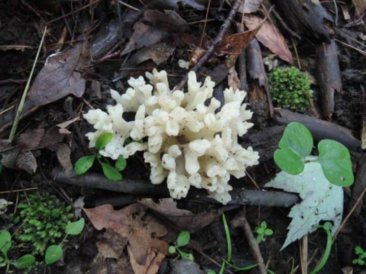 Snow Fungus: Identification, Foraging, and Cooking Guide - Mushroom ...