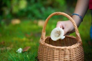 How To Create A Home Fungi Herbarium - Mushroom Appreciation