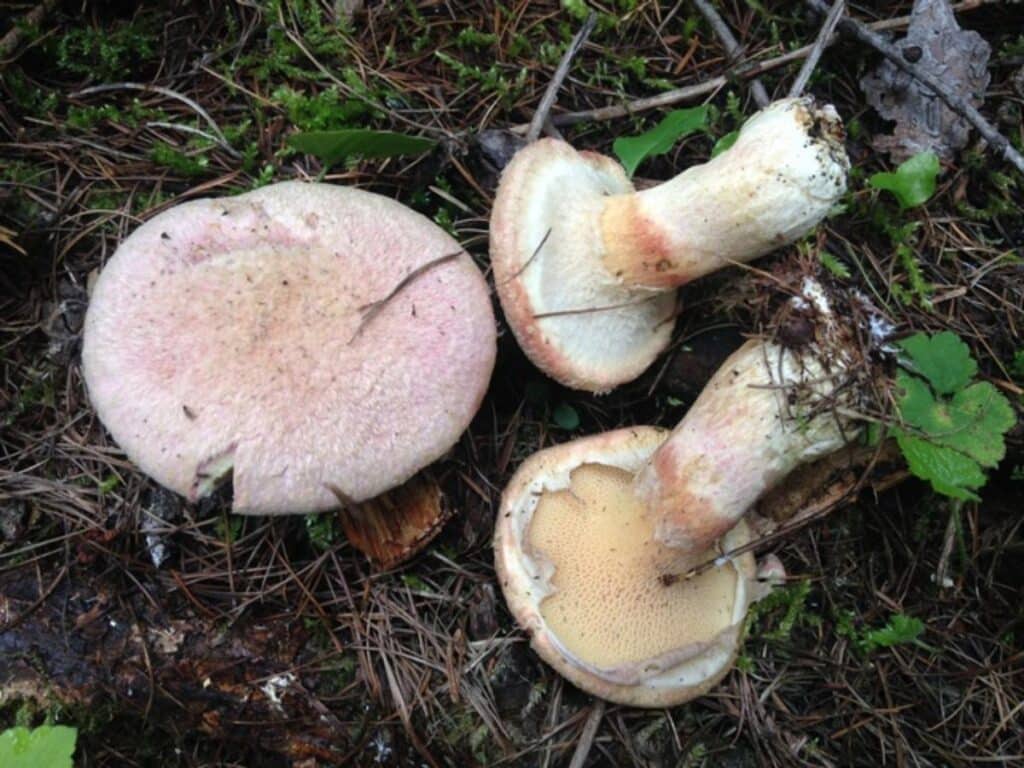Painted Suillus Identification and Foraging Guide - Mushroom Appreciation