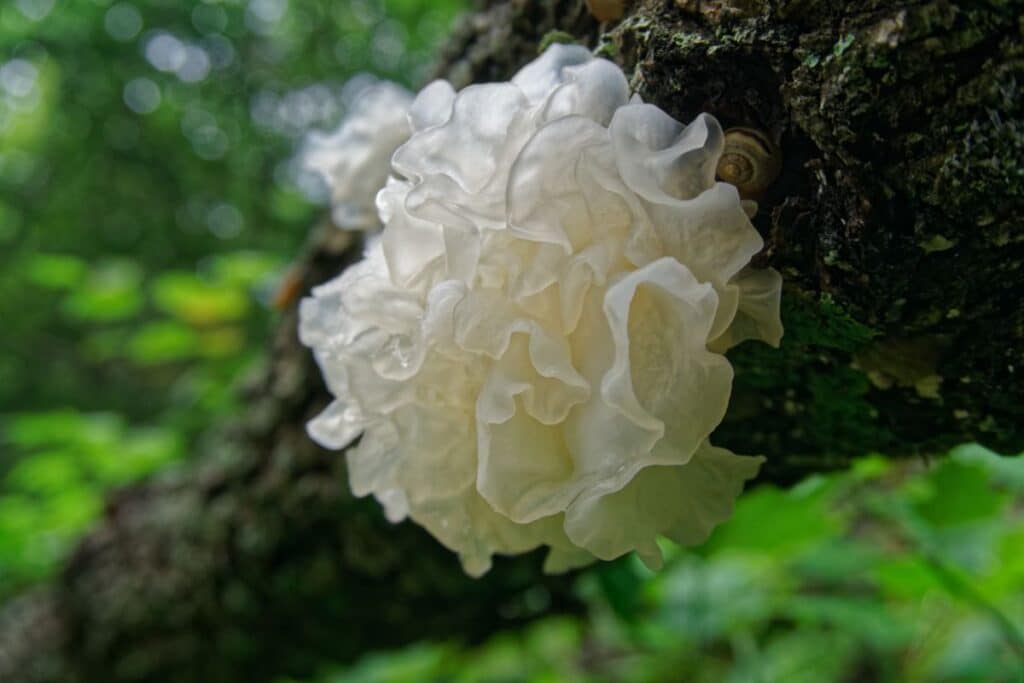 Snow Fungus: Identification, Foraging, and Cooking Guide - Mushroom ...