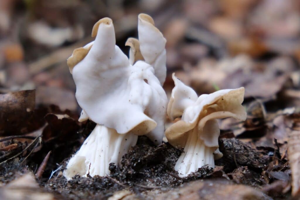 White Elfin Saddle: Identification Guide - Mushroom Appreciation