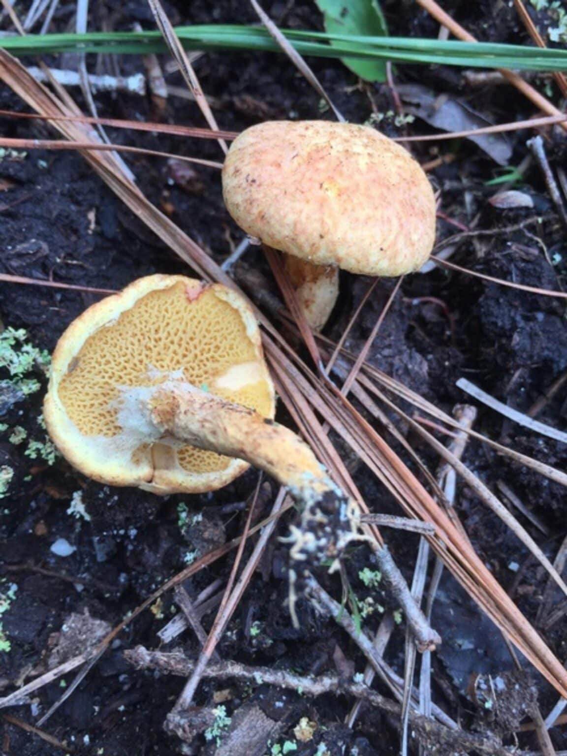 Painted Suillus Identification and Foraging Guide - Mushroom Appreciation