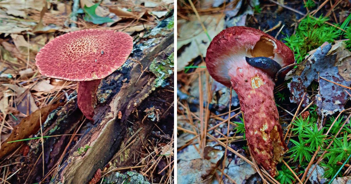 Painted Suillus Identification and Foraging Guide - Mushroom Appreciation