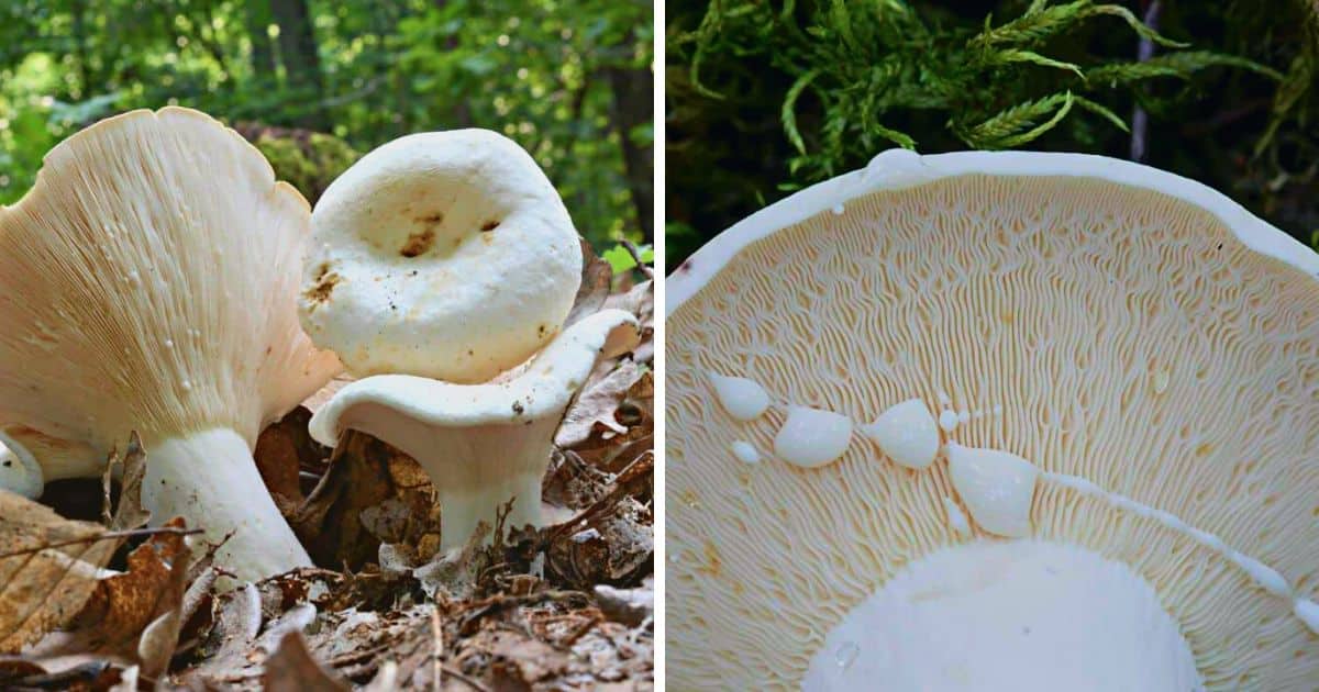Peppery Milkcap Identification, Foraging, and Preparation Guide ...