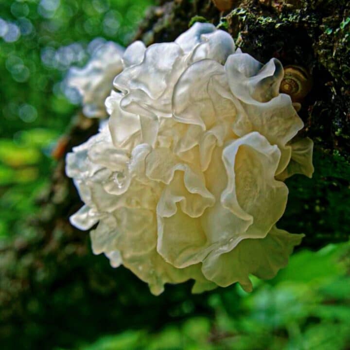 Mushroom Species - Mushroom Appreciation
