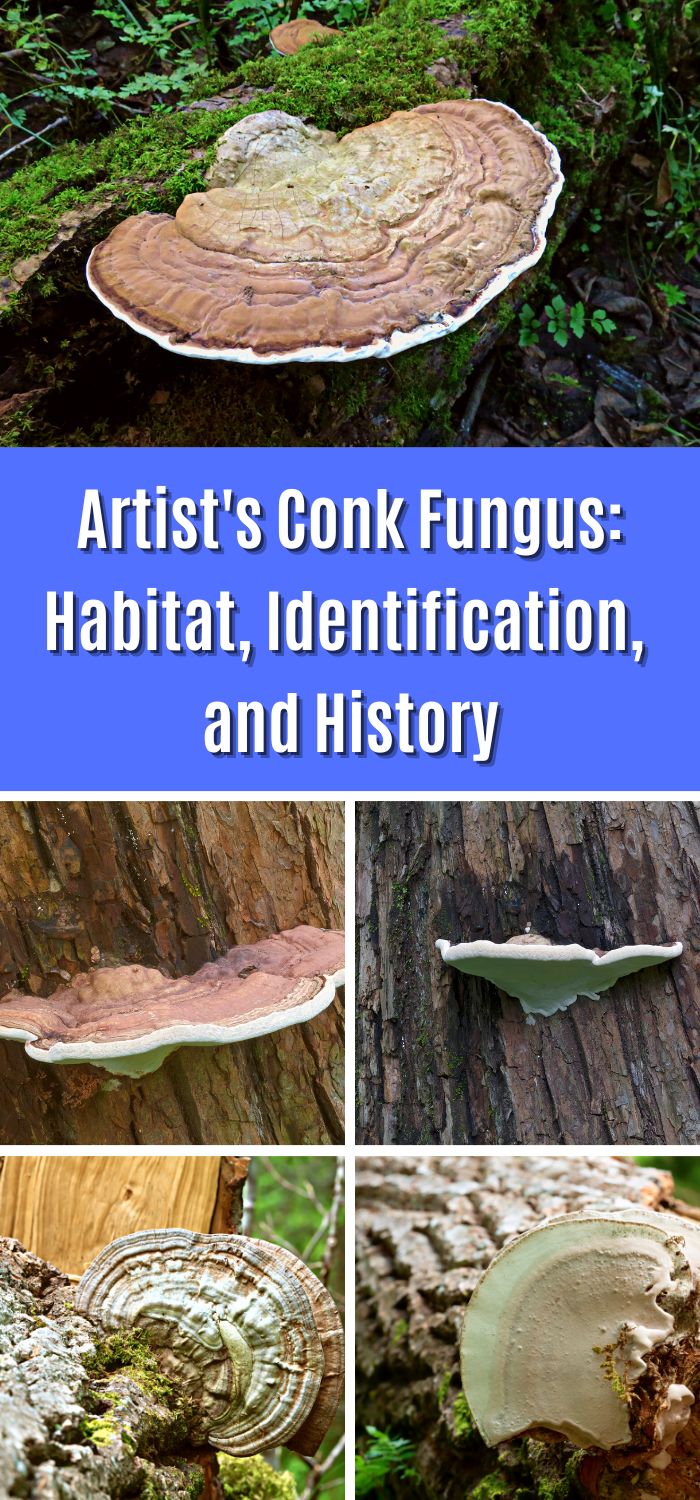 Artist's Conk Fungus: Habitat, Identification, and History - Mushroom ...