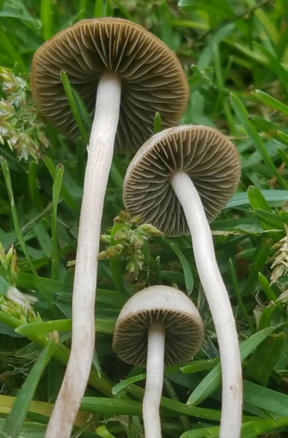 Weeping Widow Mushroom: Identification and Lookalikes - Mushroom ...