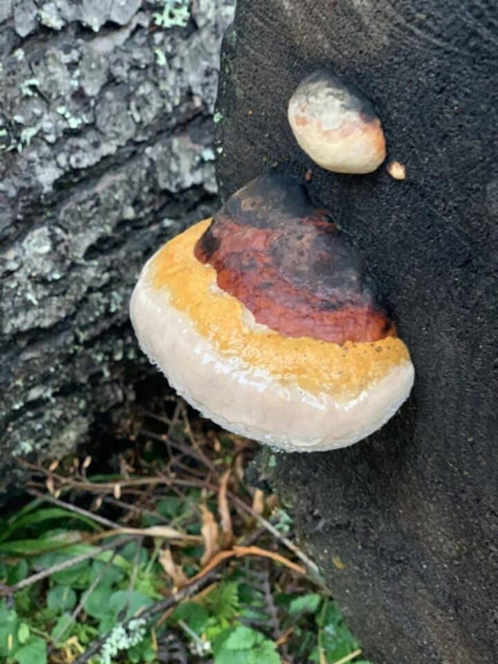 Artist's Conk Fungus: Habitat, Identification, and History - Mushroom ...