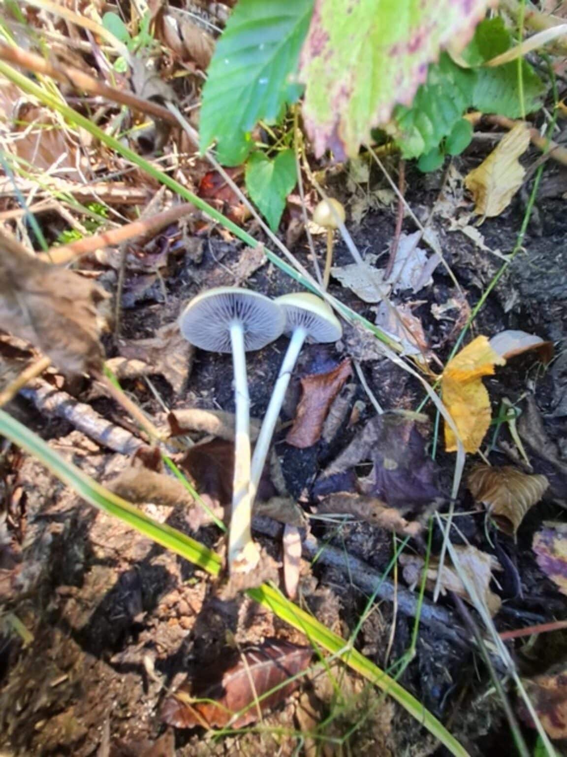 Lawnmower Mushroom: Identification, Habitat, and Lookalikes - Mushroom ...